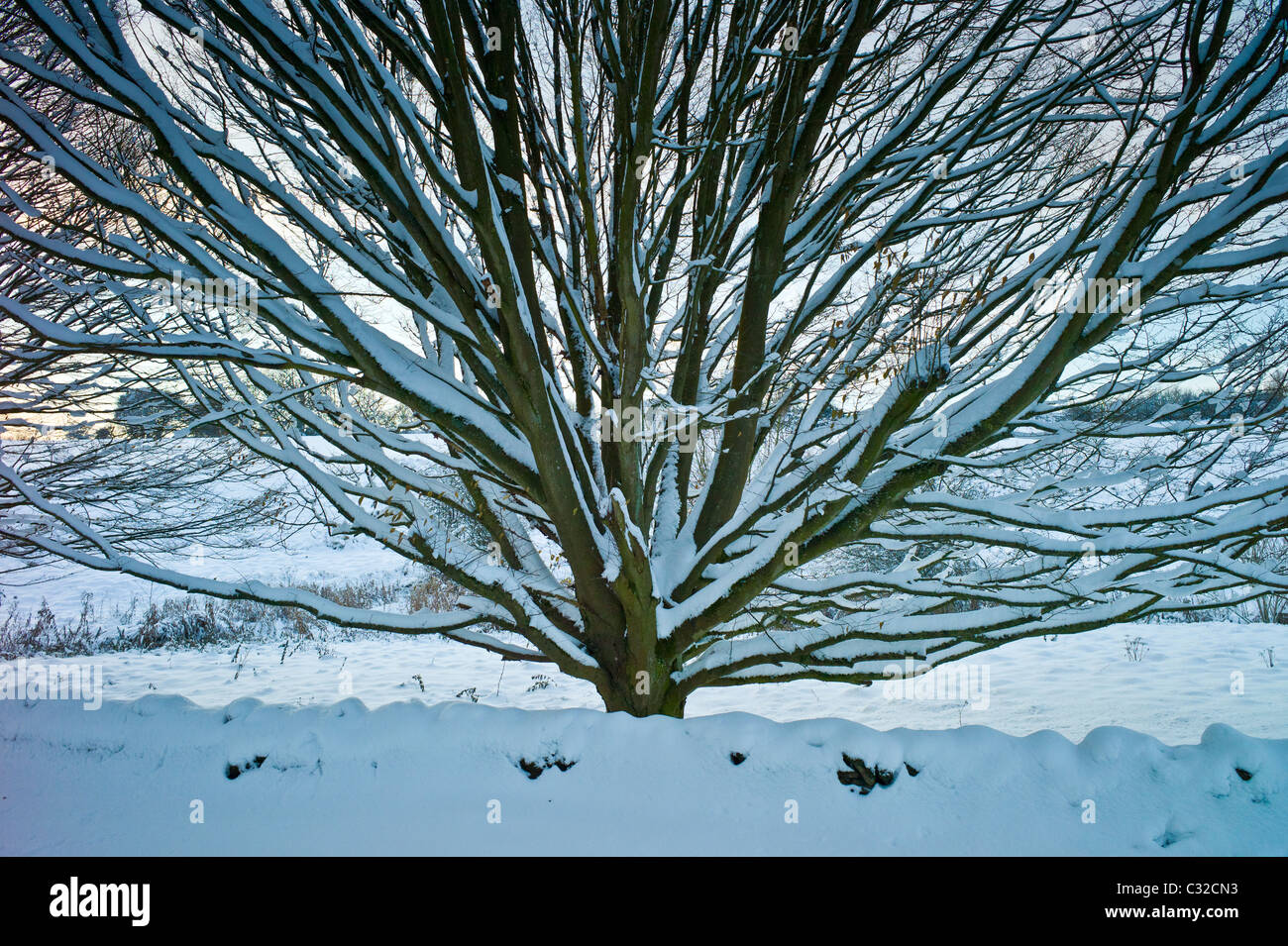 Hornbeam Tree Stock Photos & Hornbeam Tree Stock Images - Alamy
