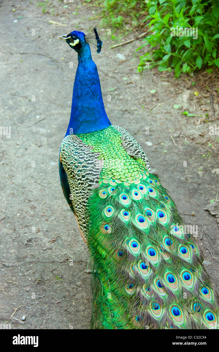 A peacock with its tail folded Stock Photo - Alamy