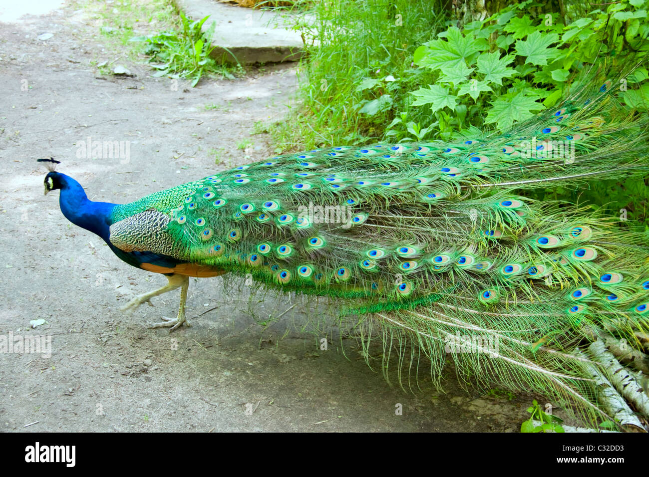 A peacock folding its tail Stock Photo - Alamy
