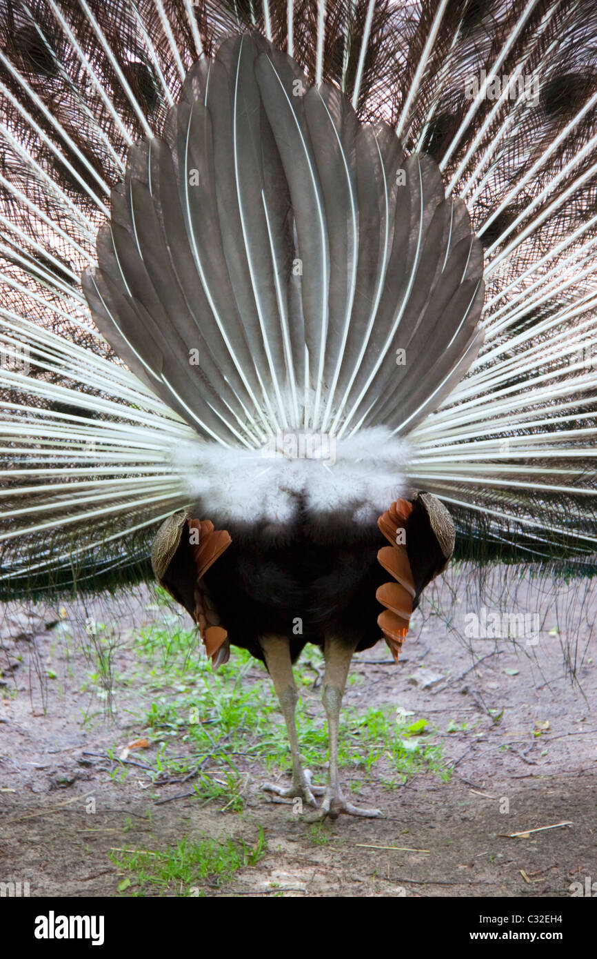 A peacock showing his rear feathers Stock Photo - Alamy