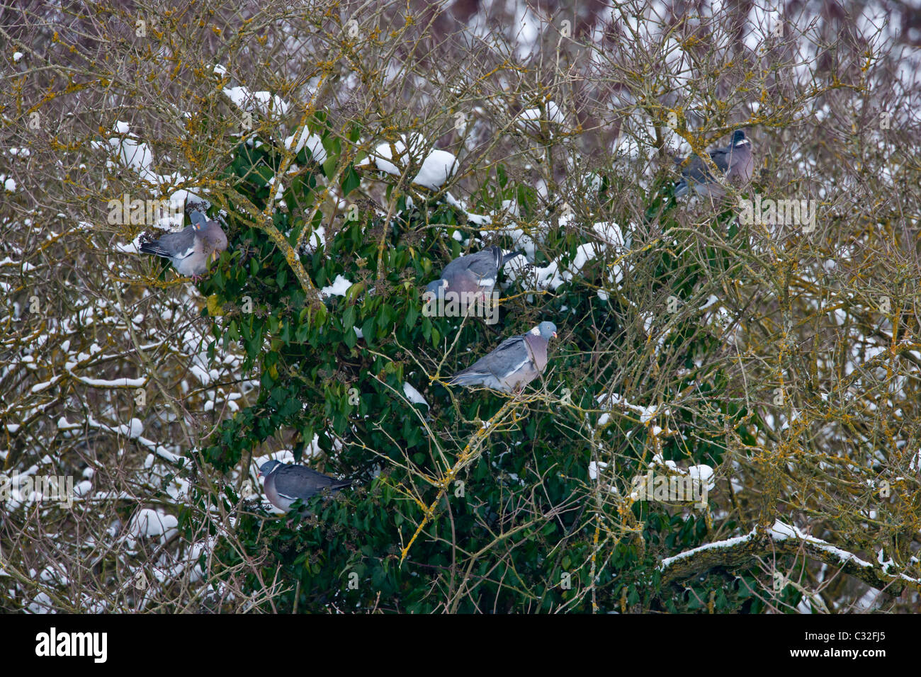 Wood pigeon flock foraging on ivy berries within an old tree in The ...