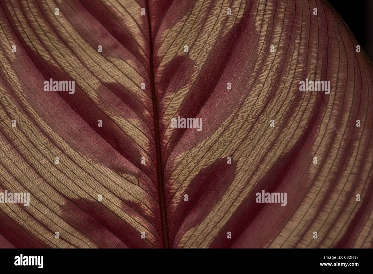 Penonome panama hi-res stock photography and images - Alamy