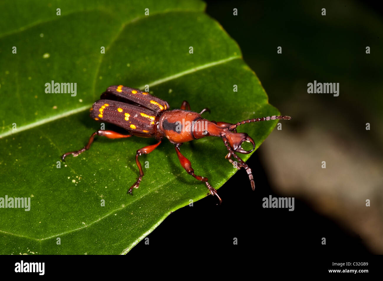 Cute insect in the rainforest at Altos de Campana national park, Panama ...