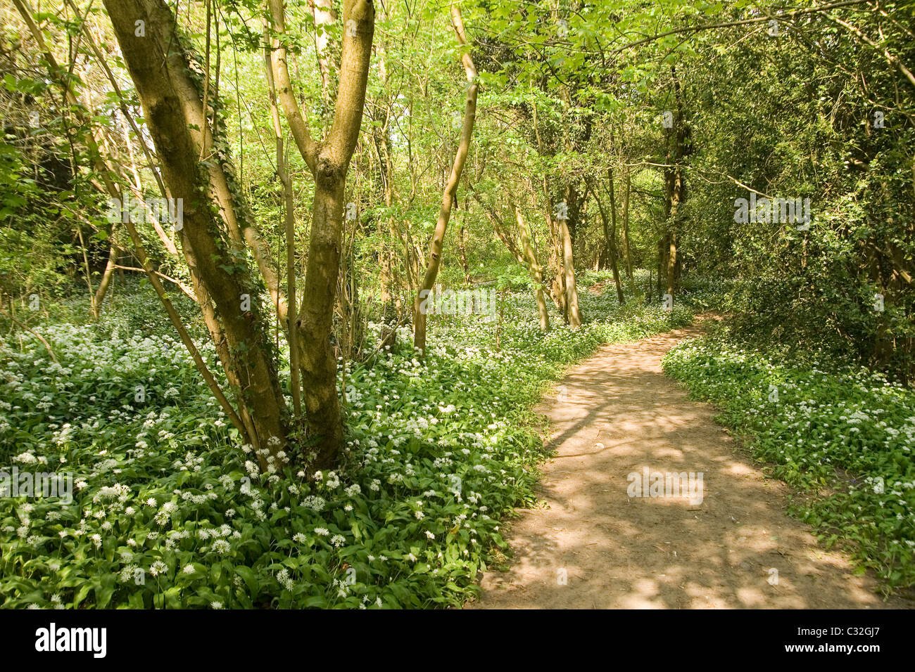 typical flora scene in English forrest during April bank holiday Stock ...