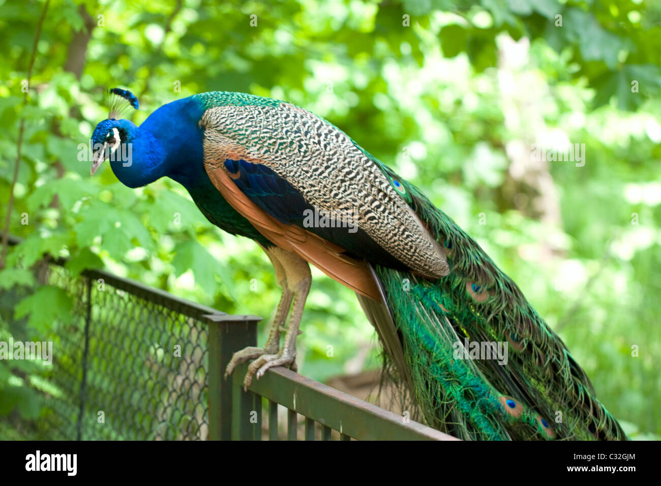 A peacock sitting on a fence Stock Photo - Alamy
