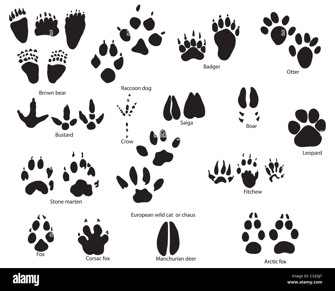 Biggest collection of animal and bird trails with title Stock Photo - Alamy