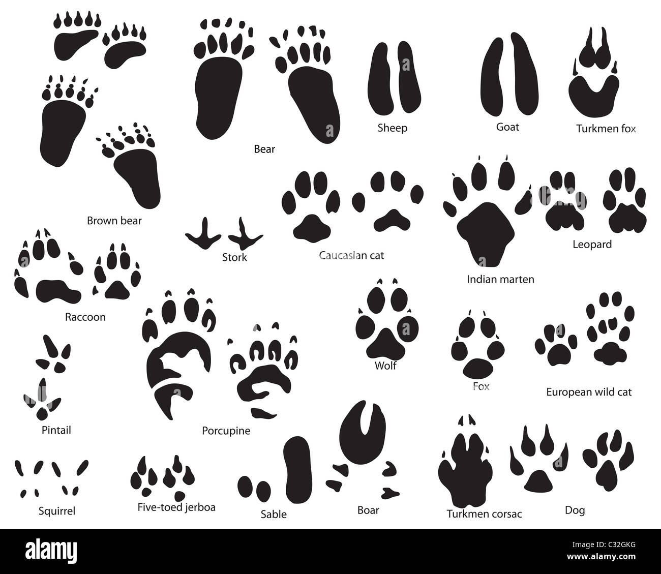 Biggest collection of animal and bird trails with title Stock Photo - Alamy