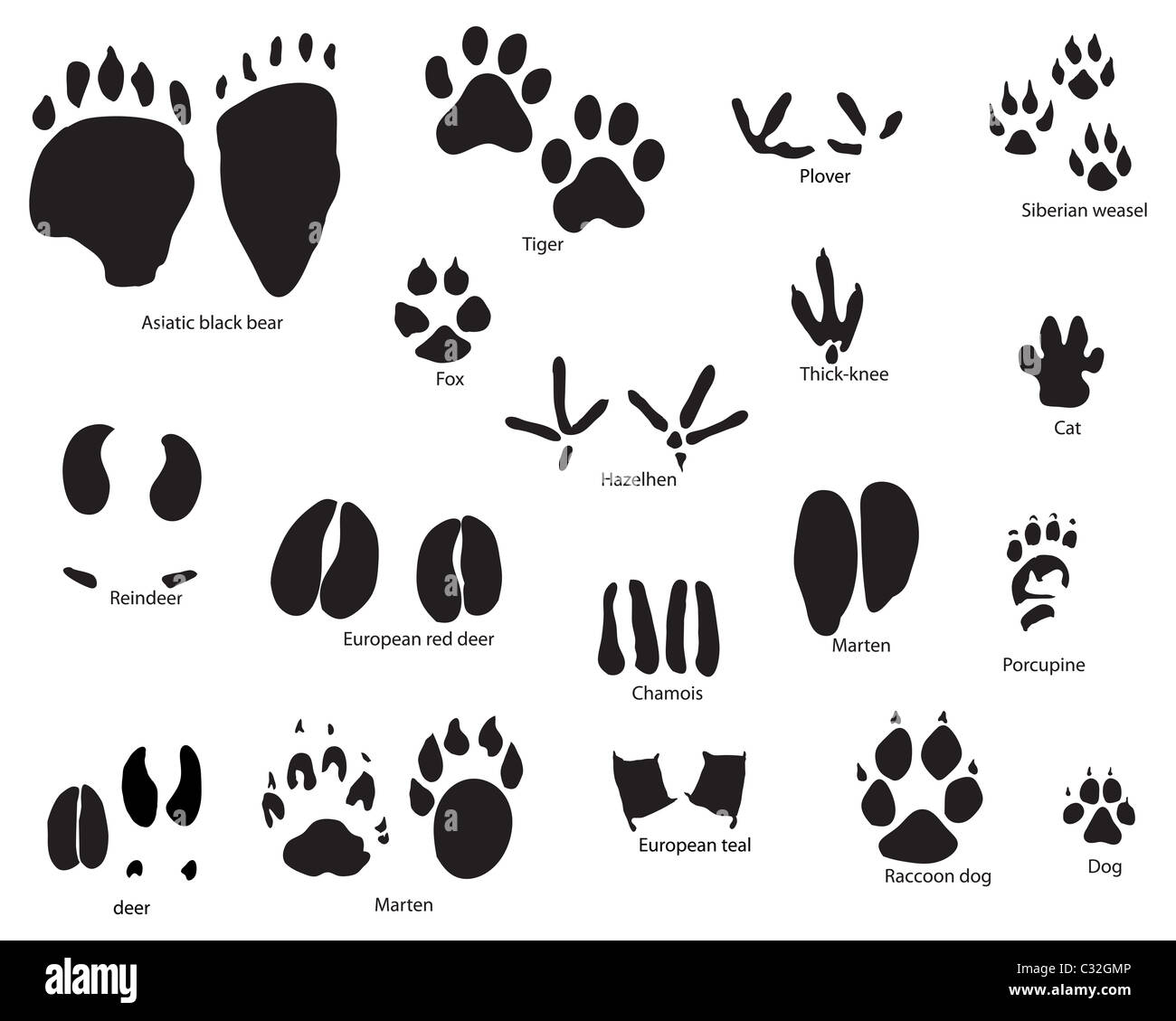 Biggest collection of animal and bird trails with title Stock Photo - Alamy