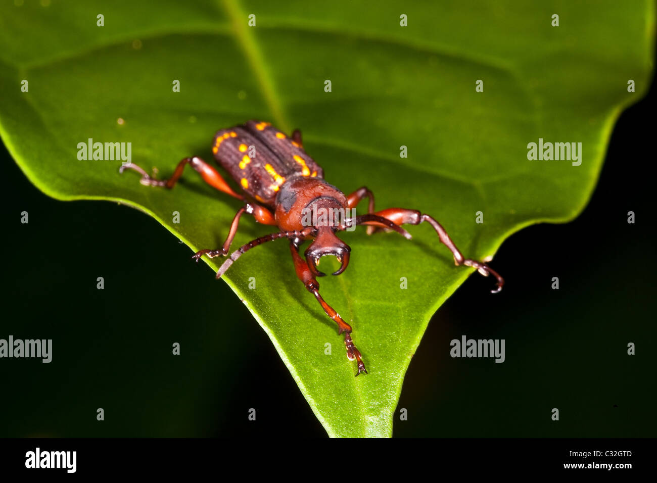 Cute insect in the rainforest at Altos de Campana national park, Panama ...