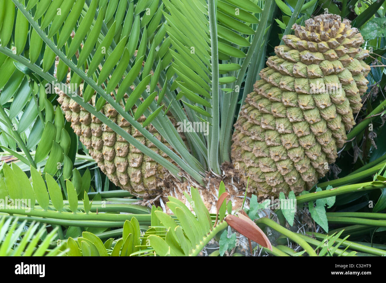 Eastern Cape Cycad (Encephalartos altensteinii) vulnerable plant ...