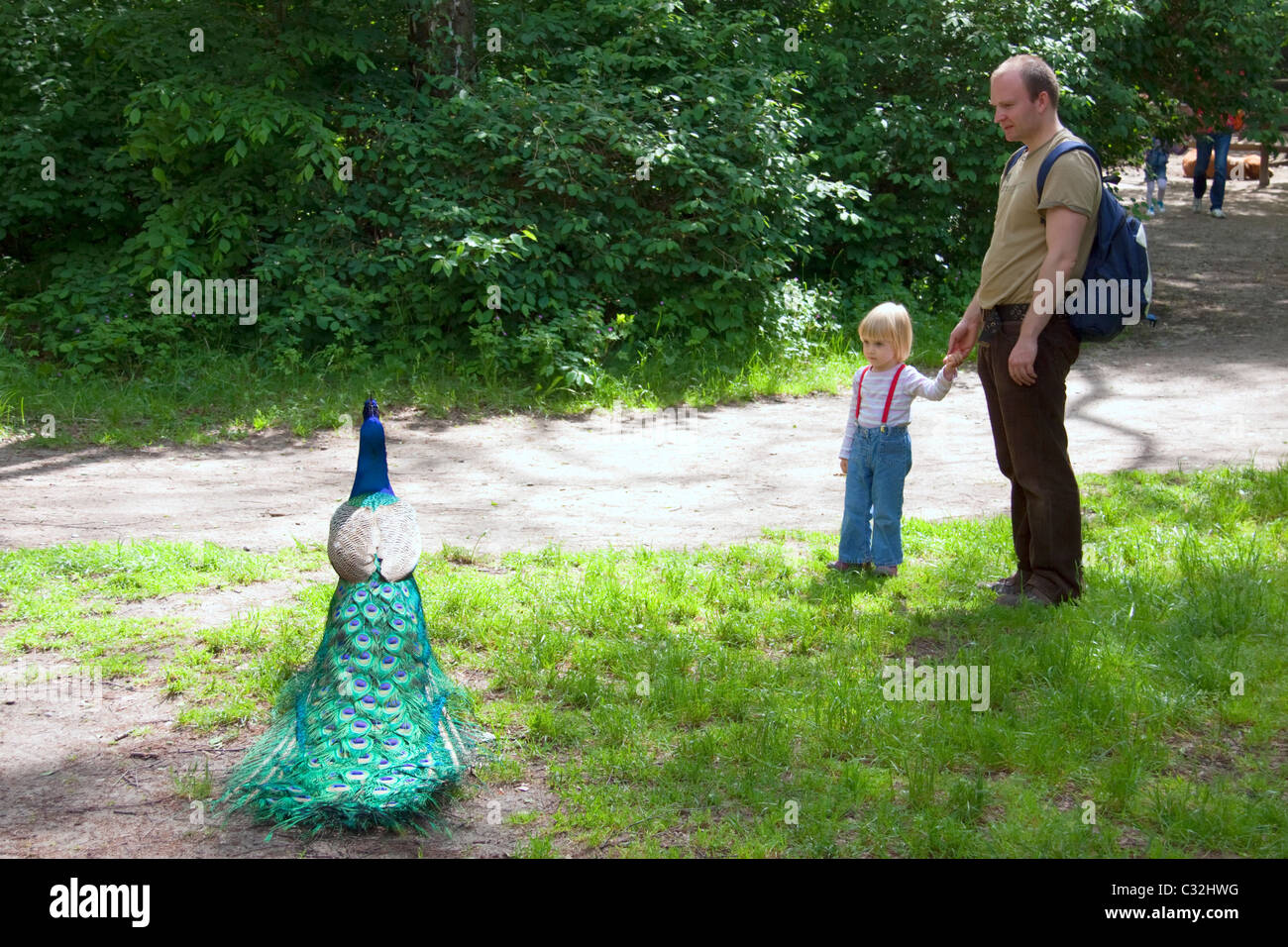 Father and child watching a free-running peacock Stock Photo - Alamy