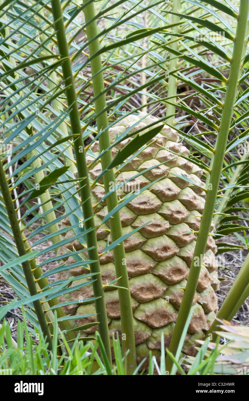 Lebombo Cycad (Encephalartos lebomboensis) Kirstenbosch National ...