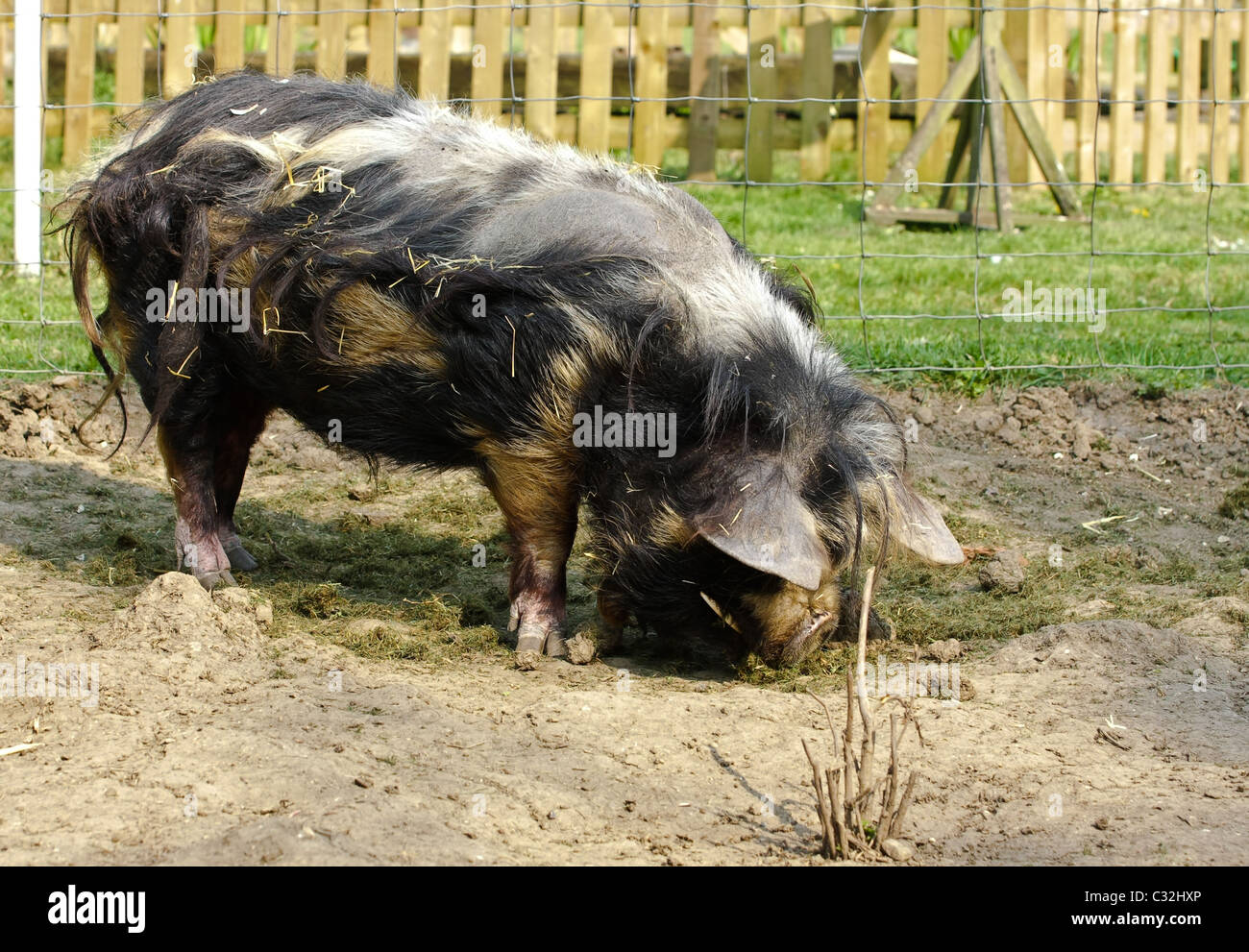 Coon coon pigs in a small holding Stock Photo - Alamy