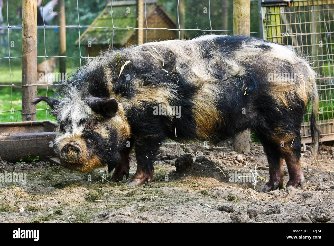 Coon coon pigs in a small holding Stock Photo - Alamy