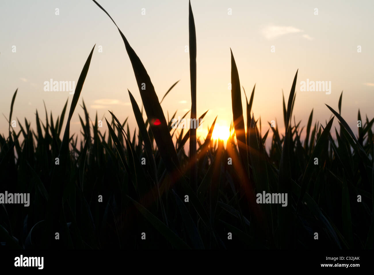 Grass field sunset, UK Stock Photo - Alamy