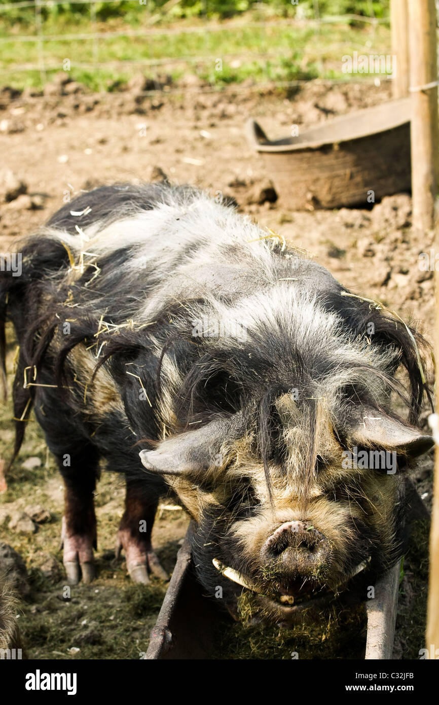Close up of coon coon pig Stock Photo - Alamy