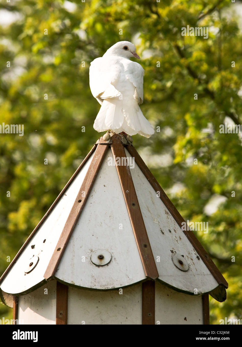 Beautiful white dove sitting on a dove house (Streptopelia risoria ...