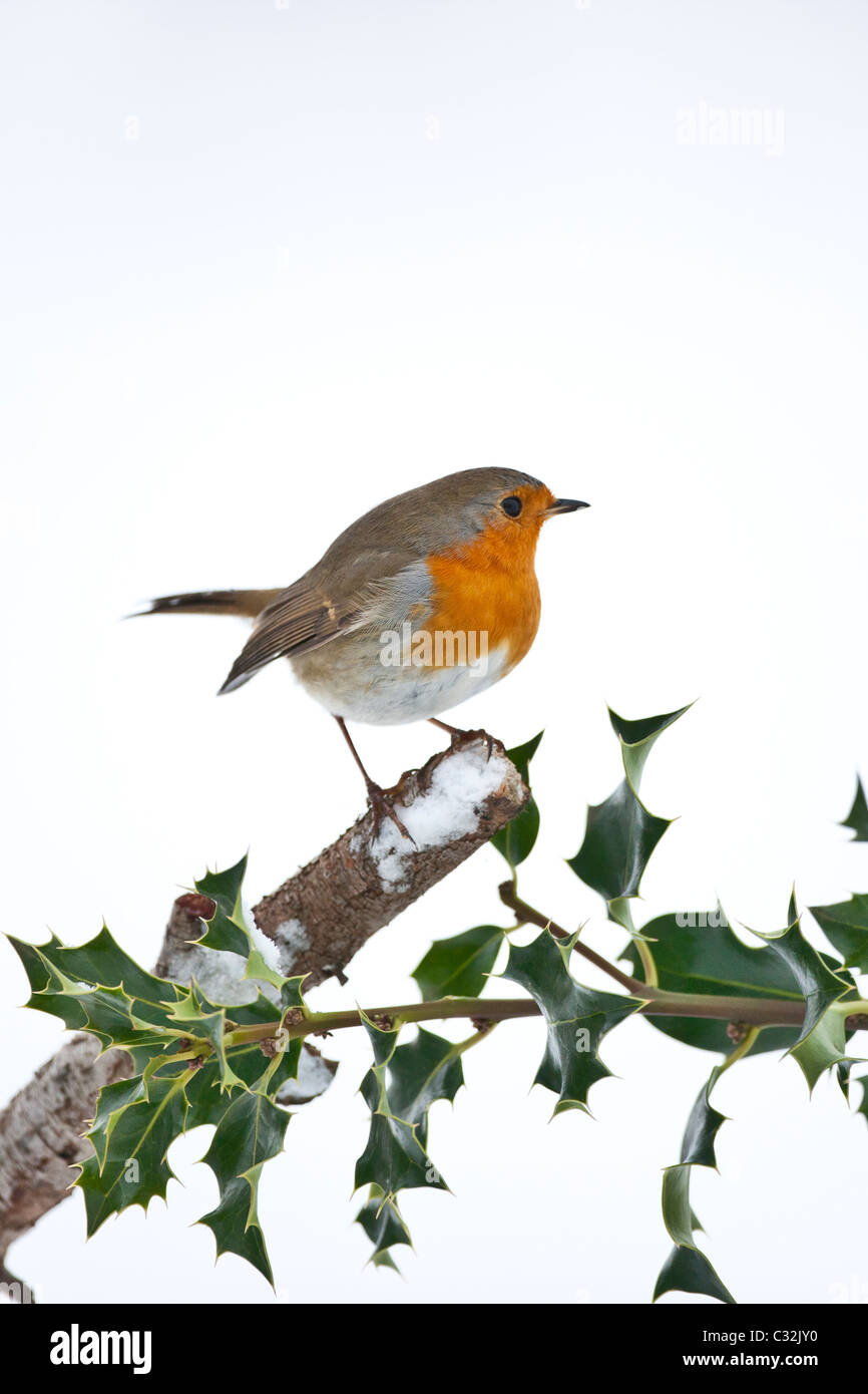 Uk robin holly winter garden hi-res stock photography and images - Alamy