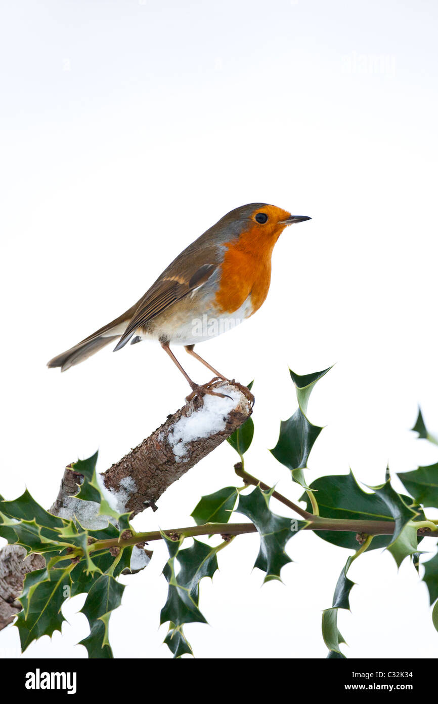 Robin winter scene hi-res stock photography and images - Alamy