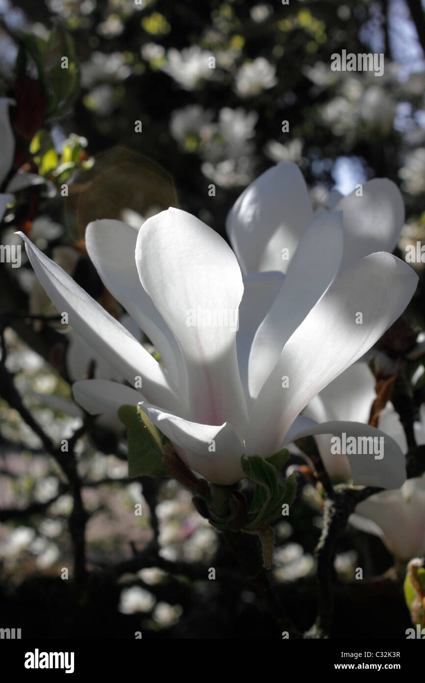 Open magnolia hi-res stock photography and images - Alamy