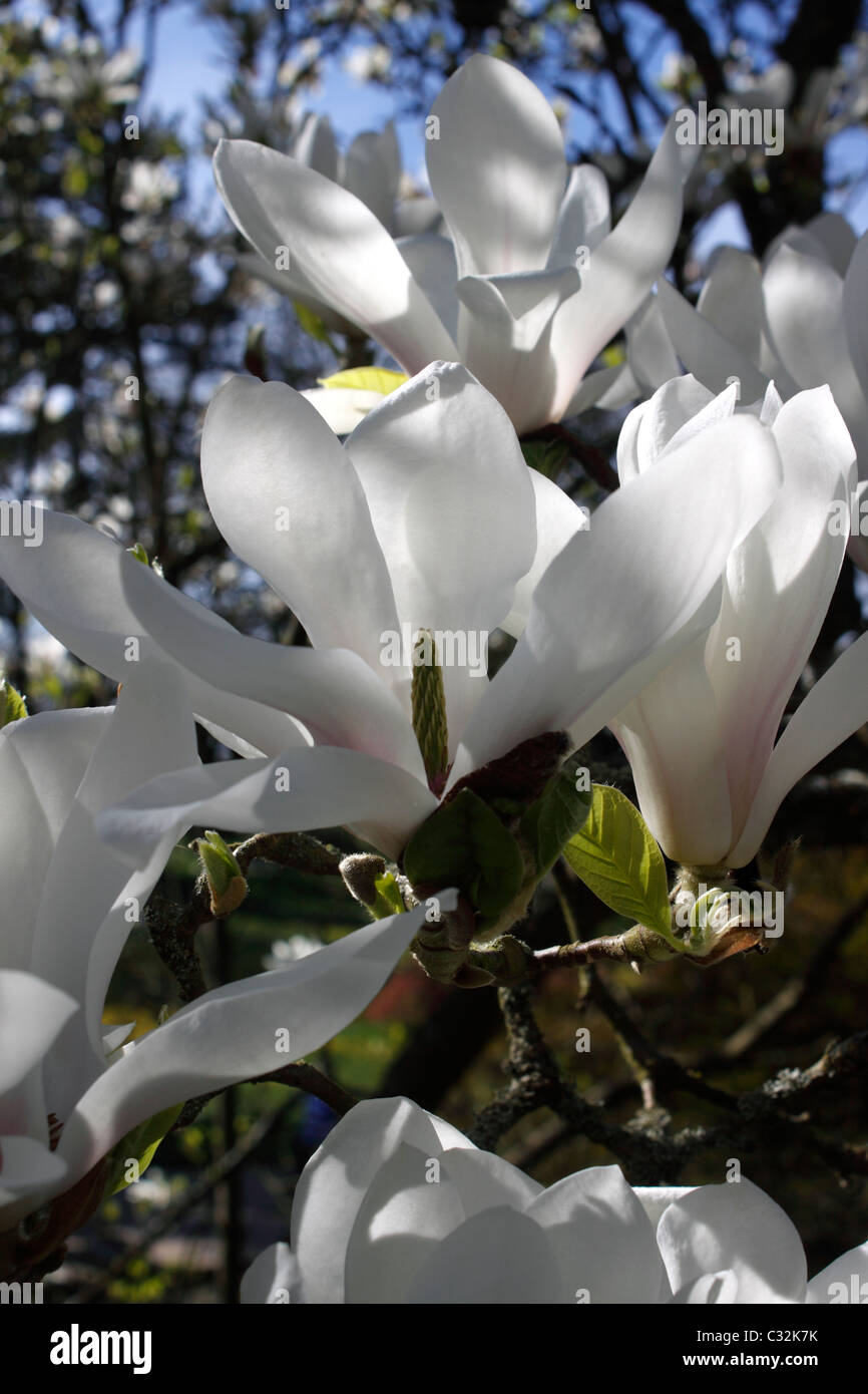 MAGNOLIA DENUDATA. LILY TREE. YULAN Stock Photo - Alamy