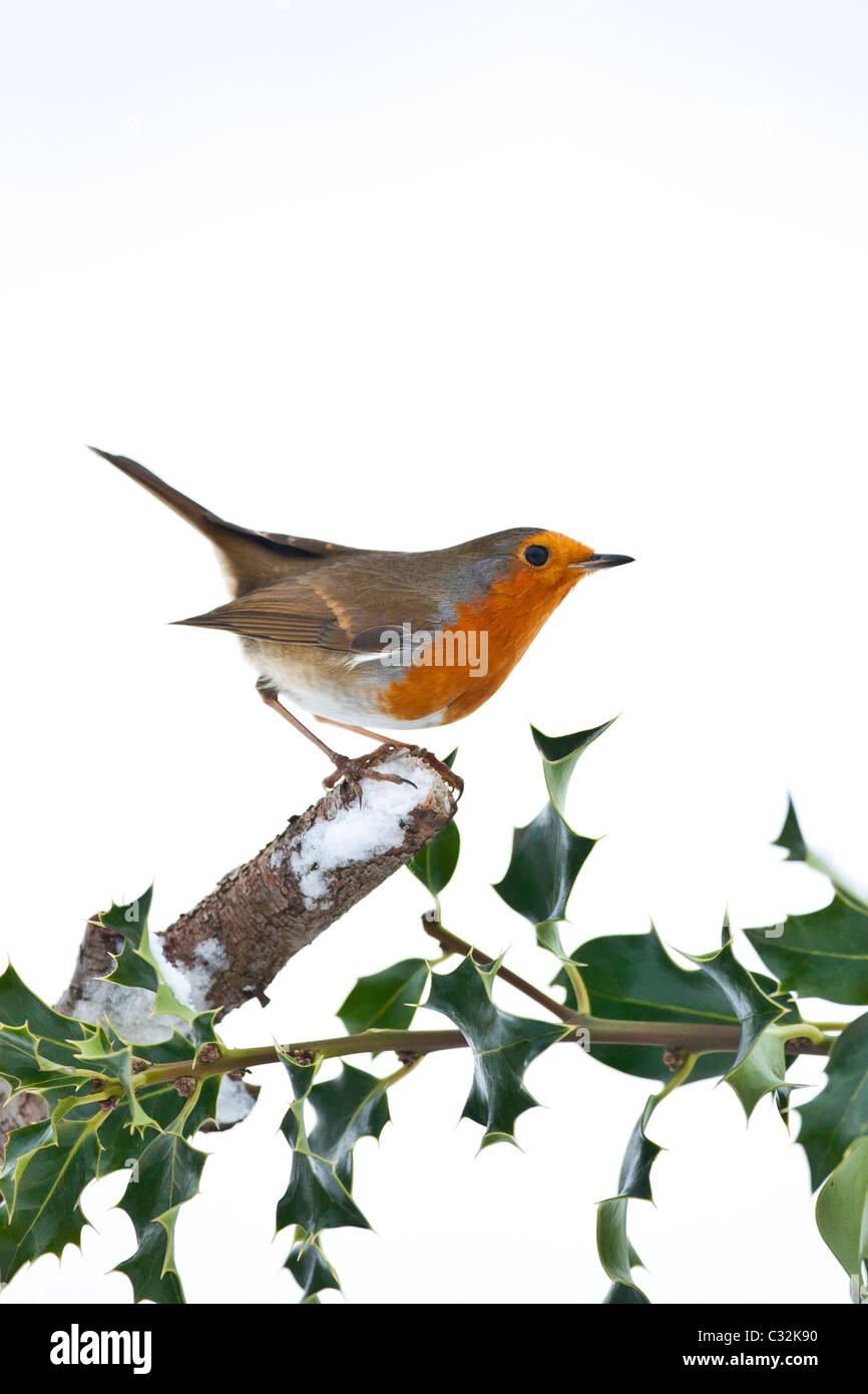 Robin winter scene hi-res stock photography and images - Alamy