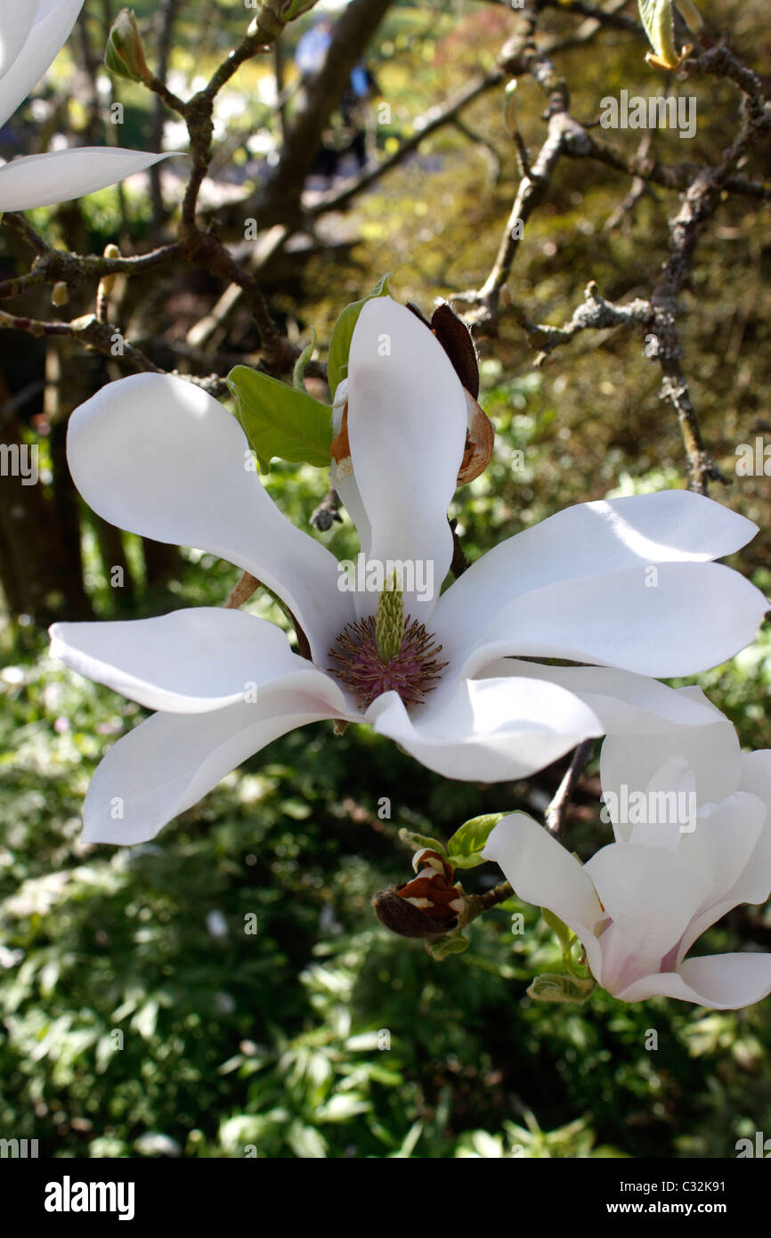 MAGNOLIA DENUDATA. LILY TREE. YULAN Stock Photo - Alamy