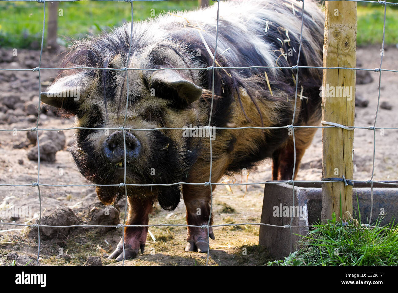 Close up of coon coon pig Stock Photo - Alamy