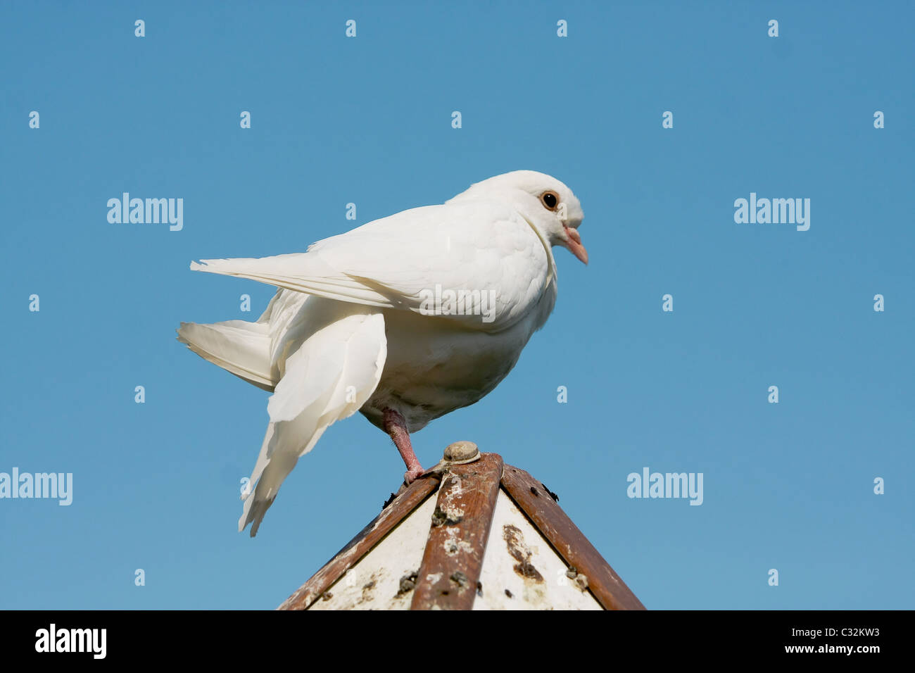 Beautiful white dove sitting on a dove house (Streptopelia risoria ...