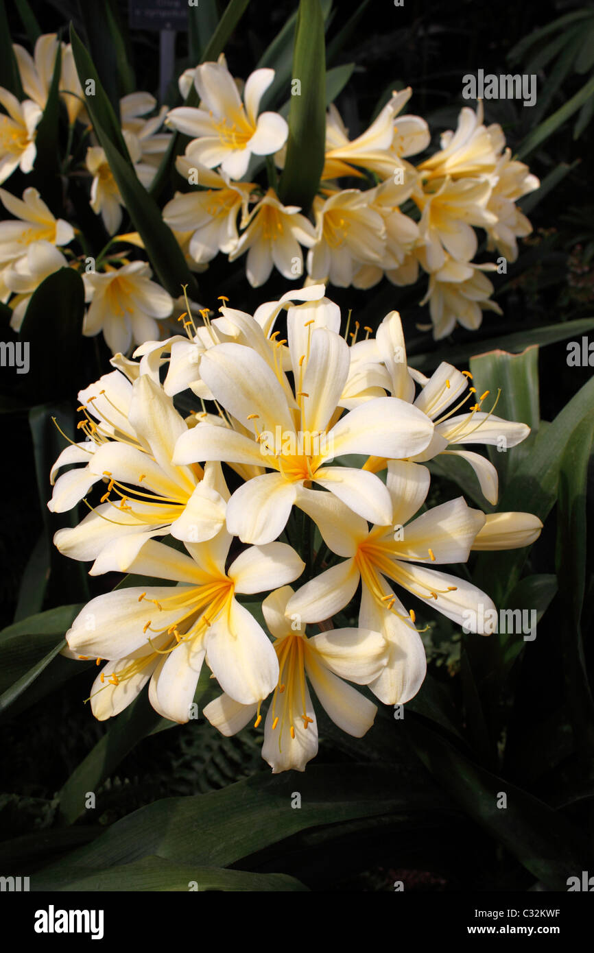 Clivia Miniata Close Up High Resolution Stock Photography and Images ...