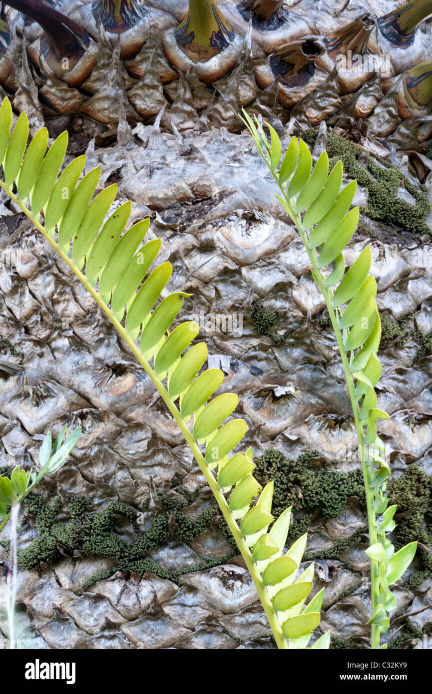 Eastern Cape Cycad (Encephalartos altensteinii) vulnerable plant ...