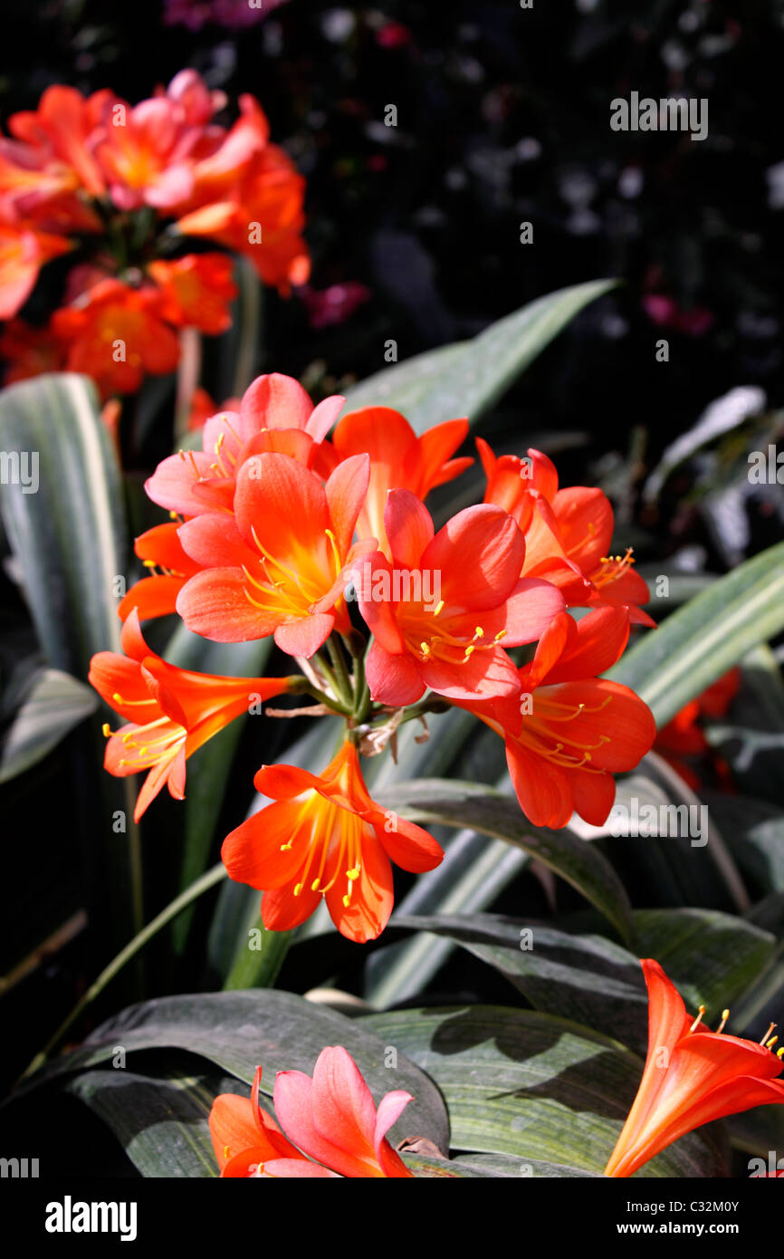 Bush lily hi-res stock photography and images - Alamy