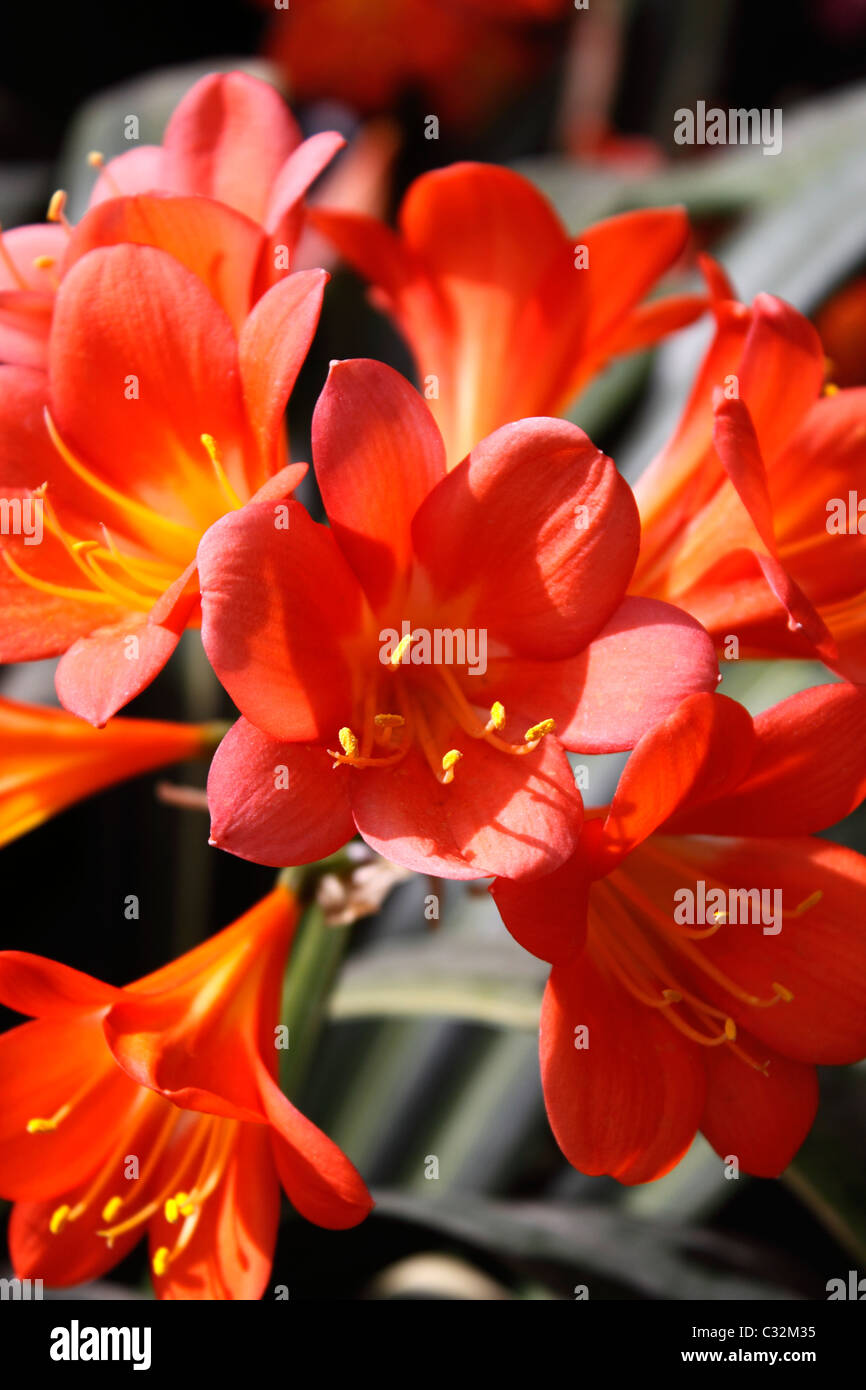 CLIVIA MINIATA STRIATA Stock Photo - Alamy