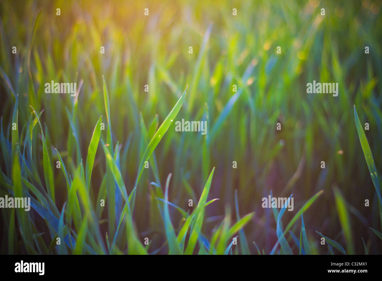 Hazy field in sunshine, UK. Sprouting wheat grass Stock Photo - Alamy