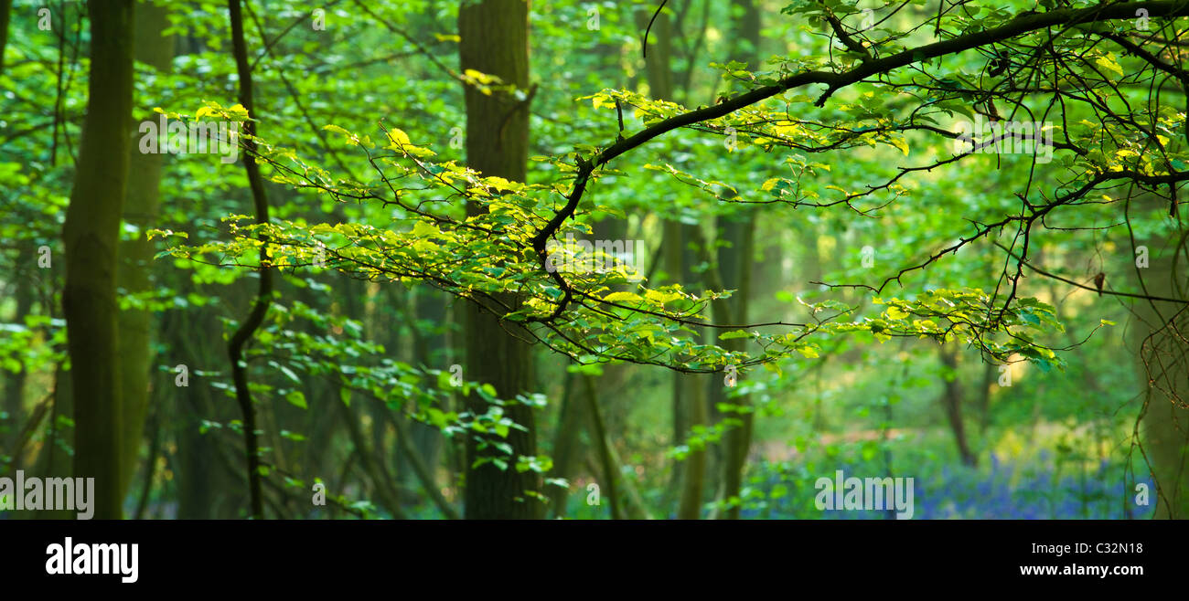 New Growth on Tree Branch Stock Photo - Alamy