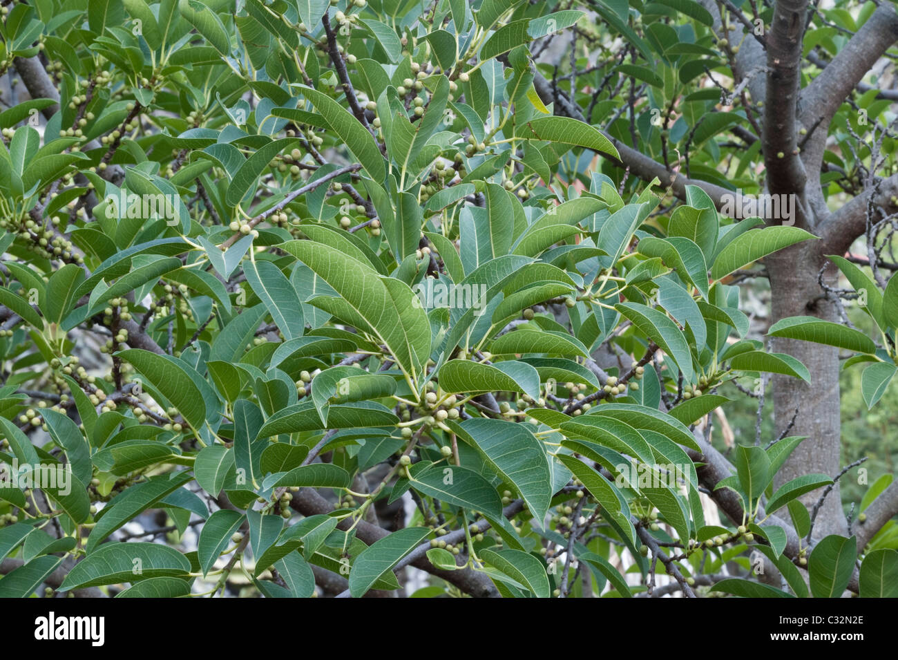 Ficus salicifolia leaves and fruit Kirstenbosch National Botanical ...