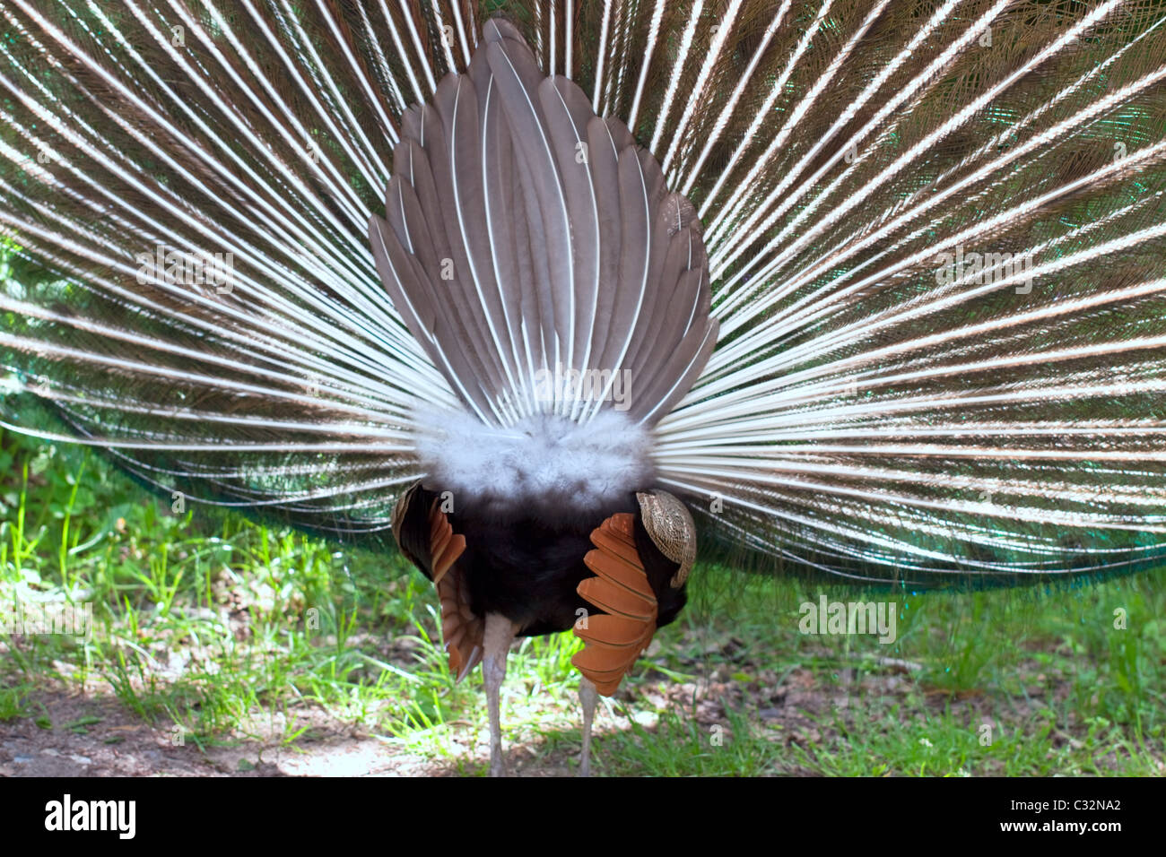A peacock showing his rear feathers Stock Photo - Alamy