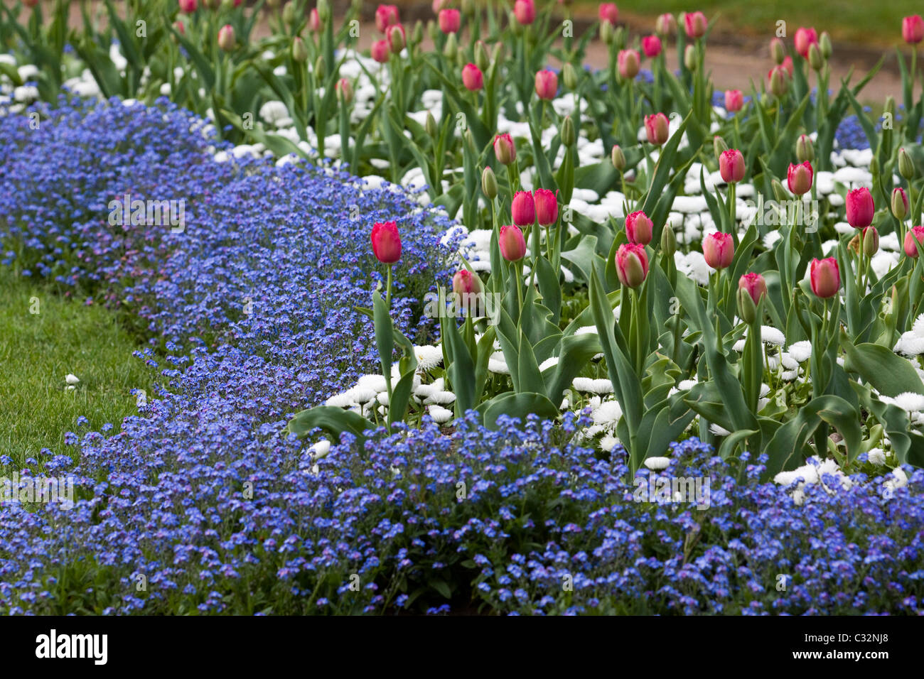 Tulips and Forget me Not flower bed in Warwick Stock Photo - Alamy