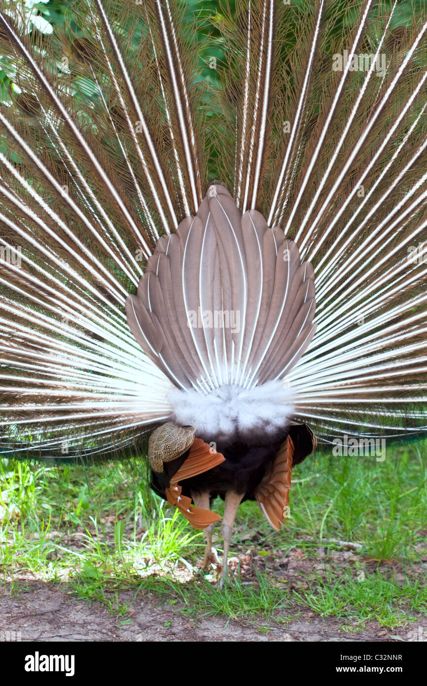 A peacock showing his rear feathers Stock Photo - Alamy