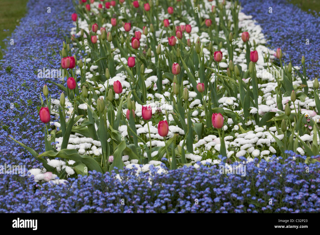 Tulips and Forget me Not flower bed in Warwick Stock Photo - Alamy