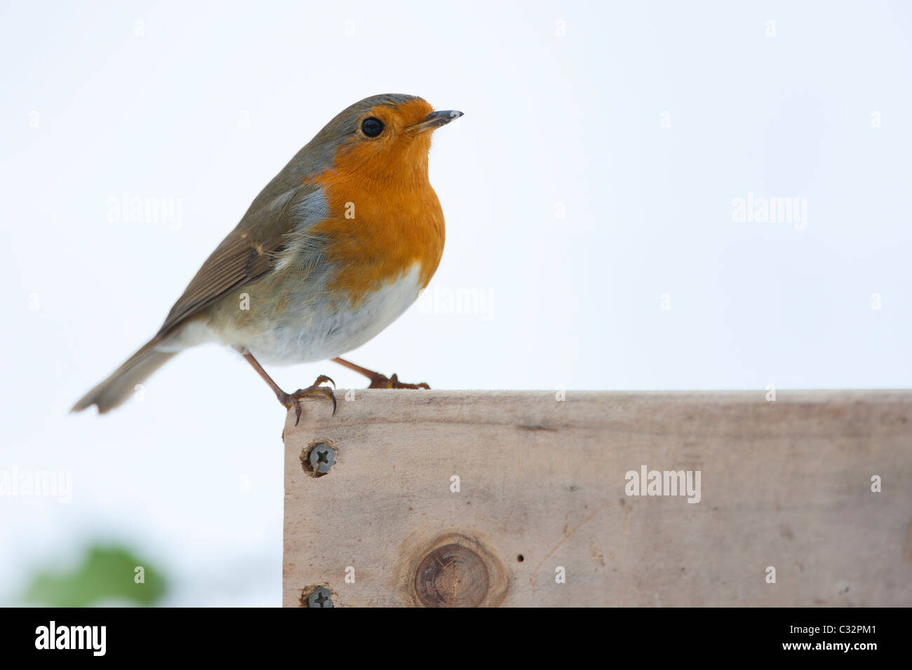 Robin Bird Table High Resolution Stock Photography and Images - Alamy