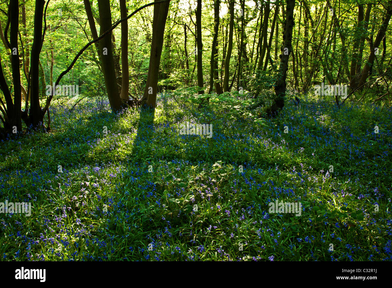 Bluebells in woods essex hi-res stock photography and images - Alamy