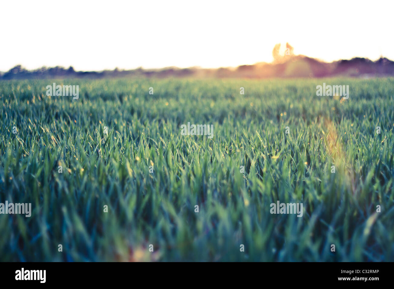 Hazy field in sunshine, UK. Sprouting wheat grass Stock Photo - Alamy