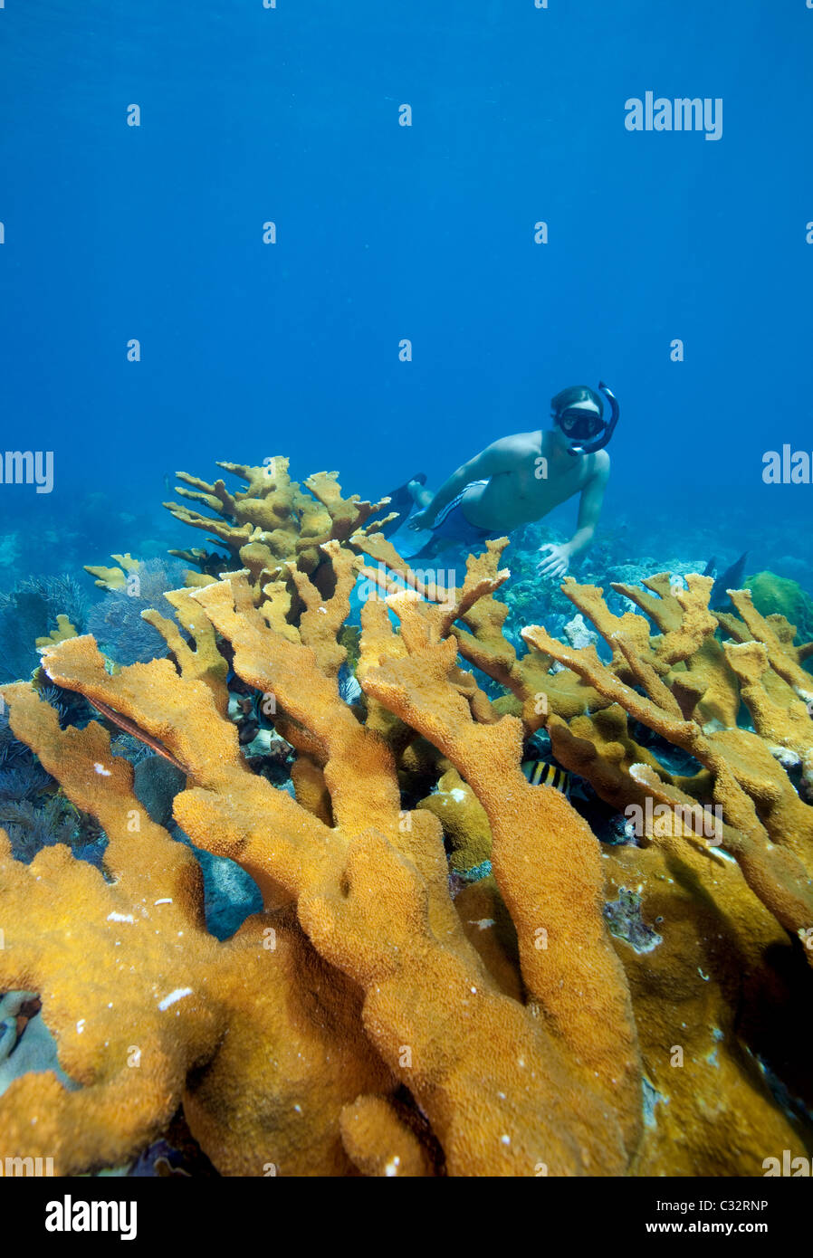 Male reef view hi-res stock photography and images - Alamy