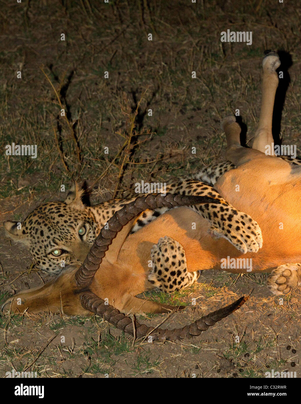 Leopard killing impala hi-res stock photography and images - Alamy