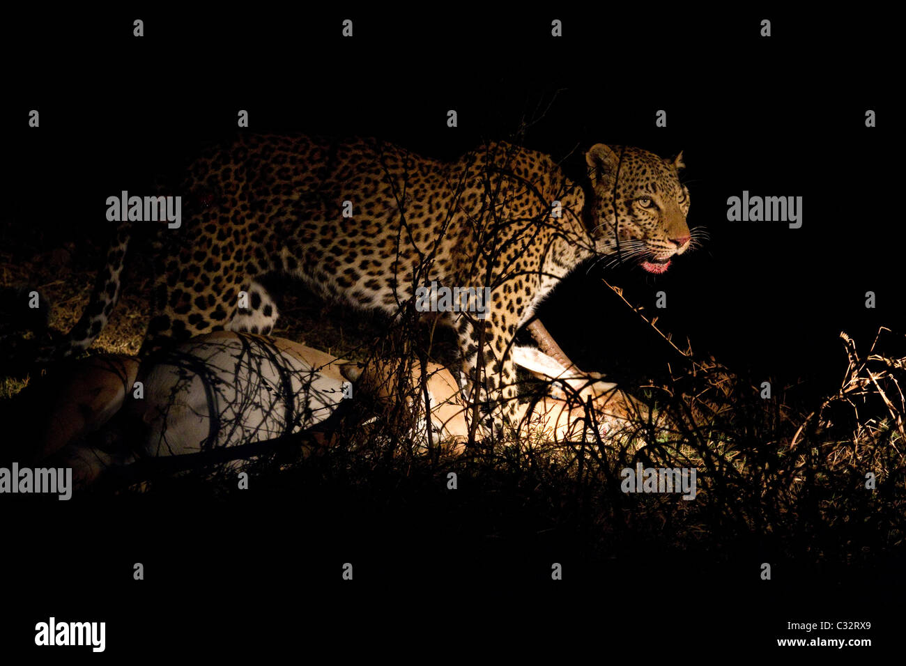Leopard with fresh kill Stock Photo - Alamy