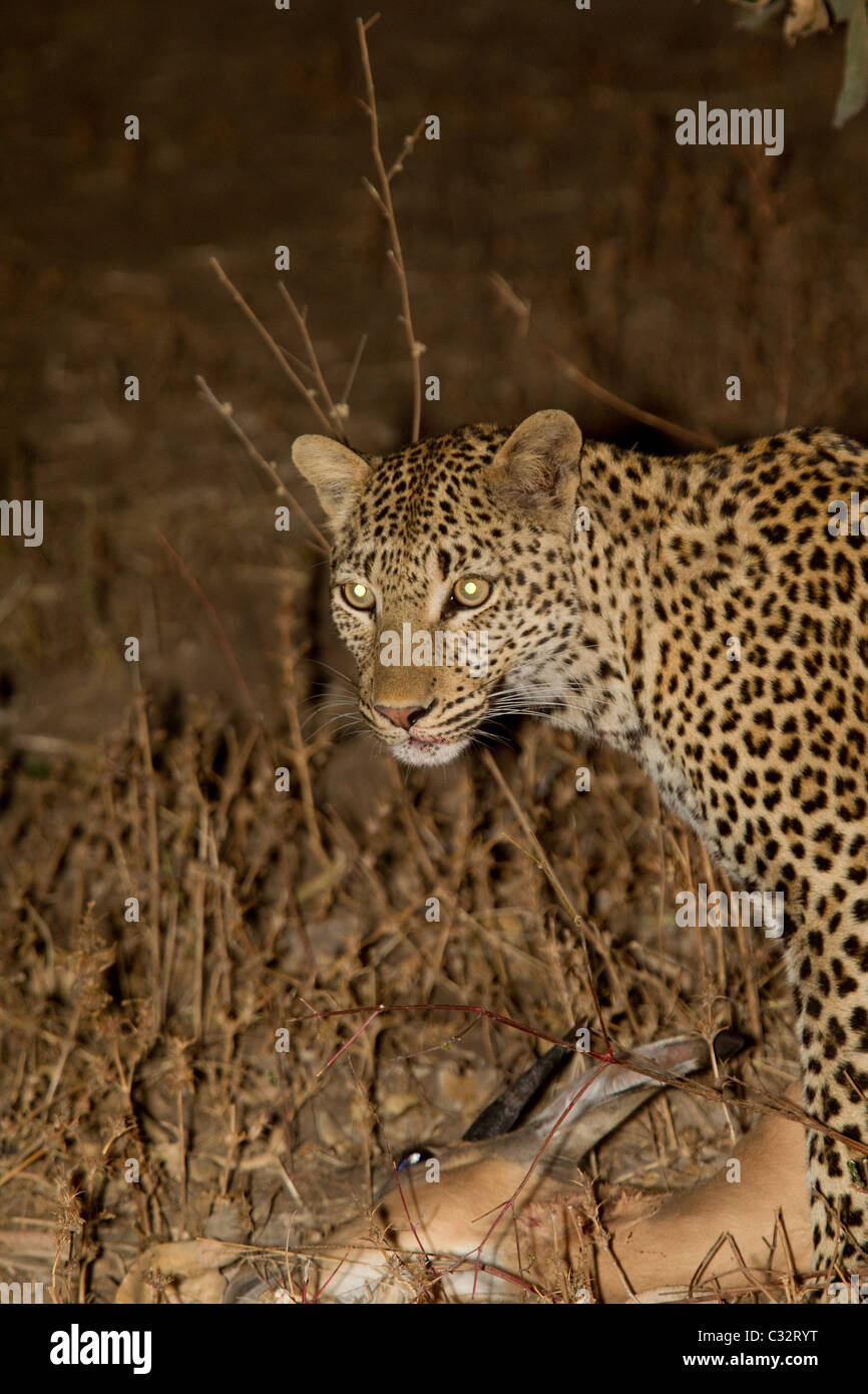 Wild african leopard eating meat hi-res stock photography and images ...