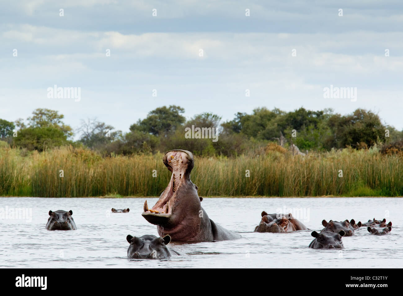 African river hippo hi-res stock photography and images - Alamy