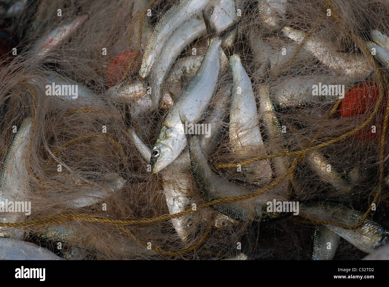 fishes caught in the fishing net Stock Photo - Alamy