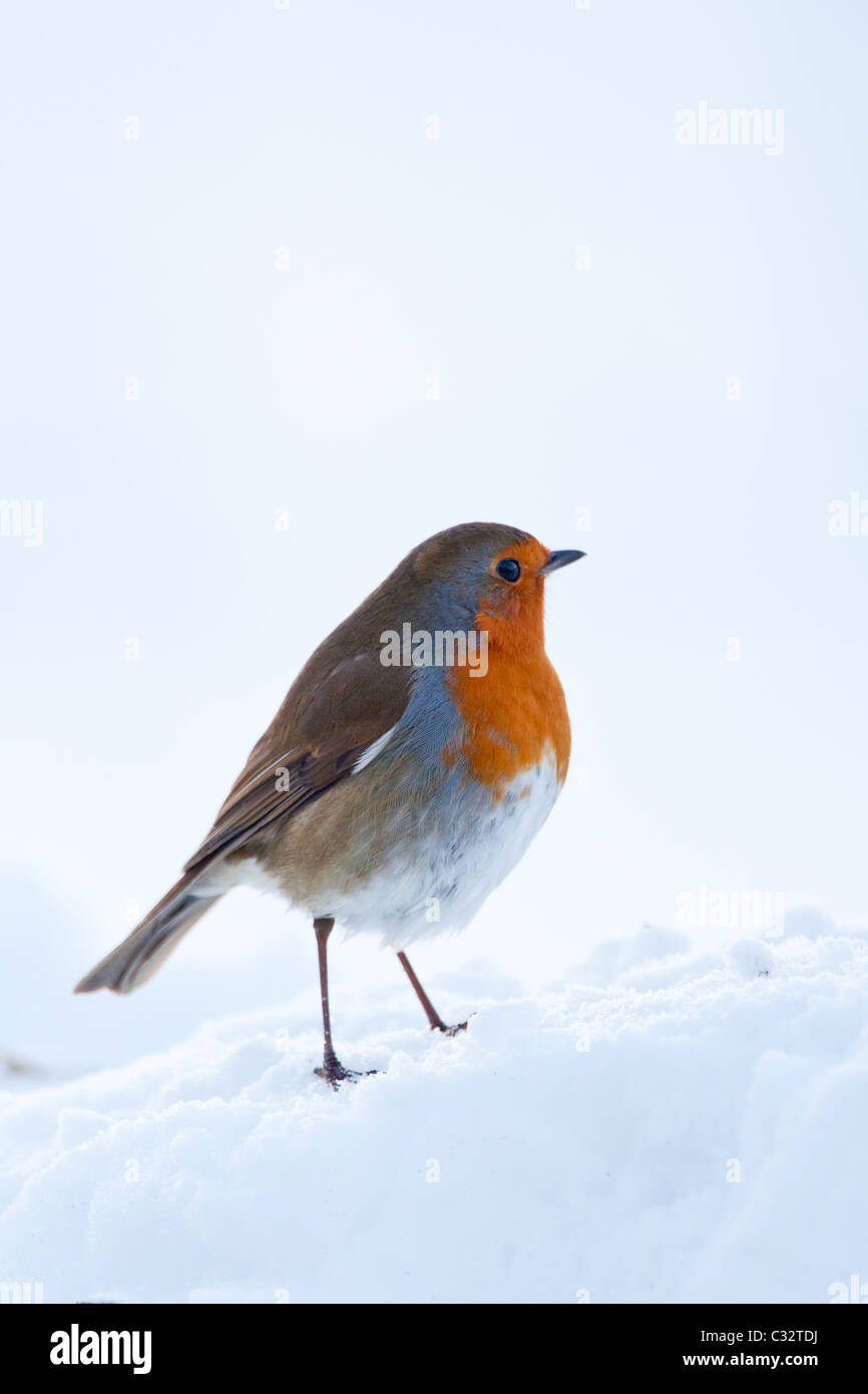 Robin Winter Scene High Resolution Stock Photography and Images - Alamy